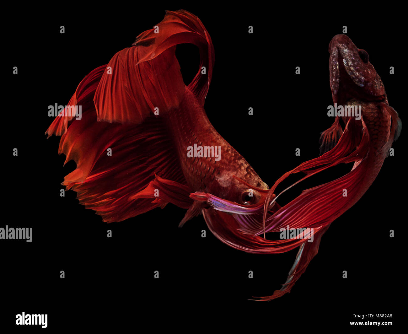 Siamese fighting fish,Half Moon long red tail(HMPK),Betta splendens ...