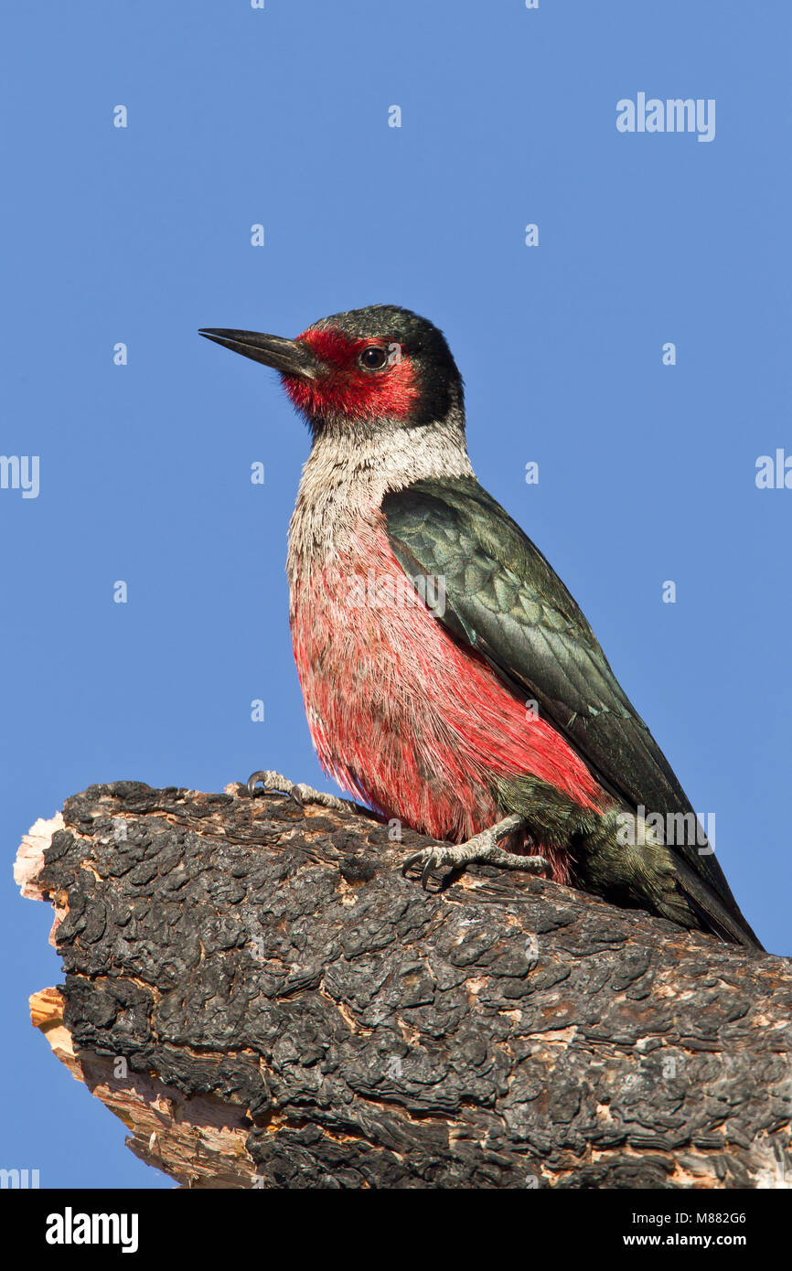 Adult Mono Co., CA June 2011 Stock Photo - Alamy