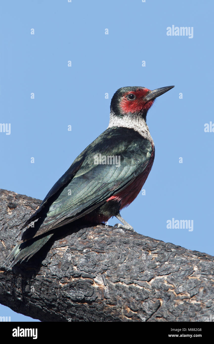 Adult Mono Co., CA June 2011 Stock Photo - Alamy