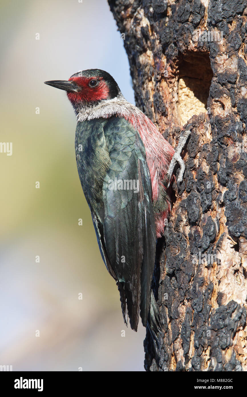 Adult Mono Co., CA June 2011 Stock Photo - Alamy