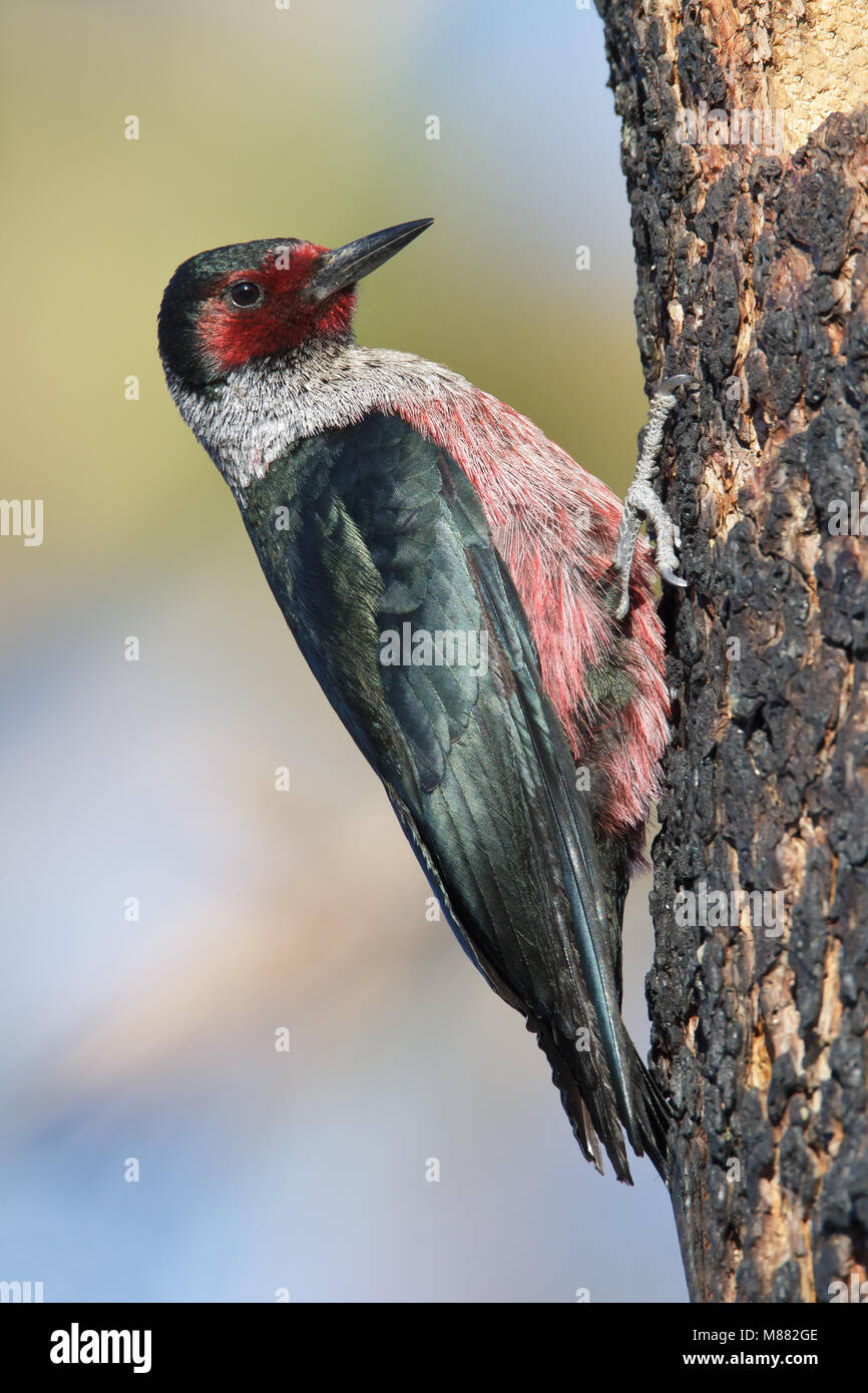 Adult Mono Co., CA June 2011 Stock Photo - Alamy