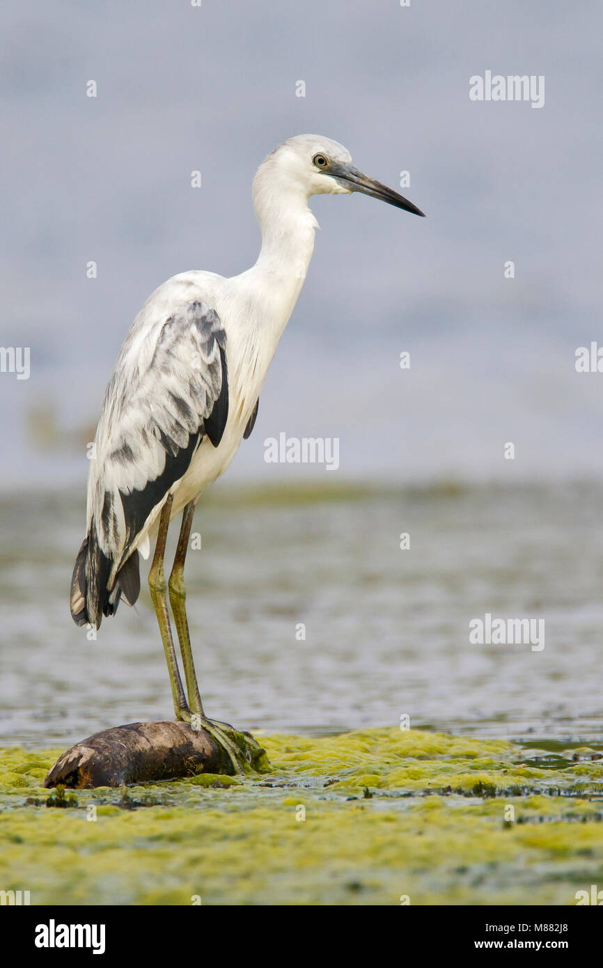 Immature little blue heron hi-res stock photography and images - Alamy