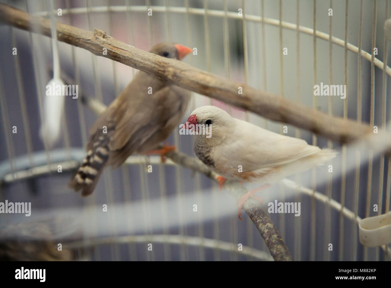 Birds in a cage Stock Photo - Alamy
