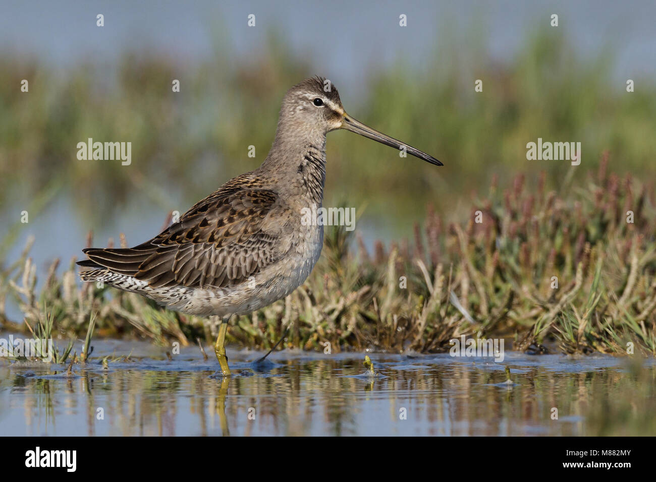 Long billed dowitcher hi-res stock photography and images - Alamy