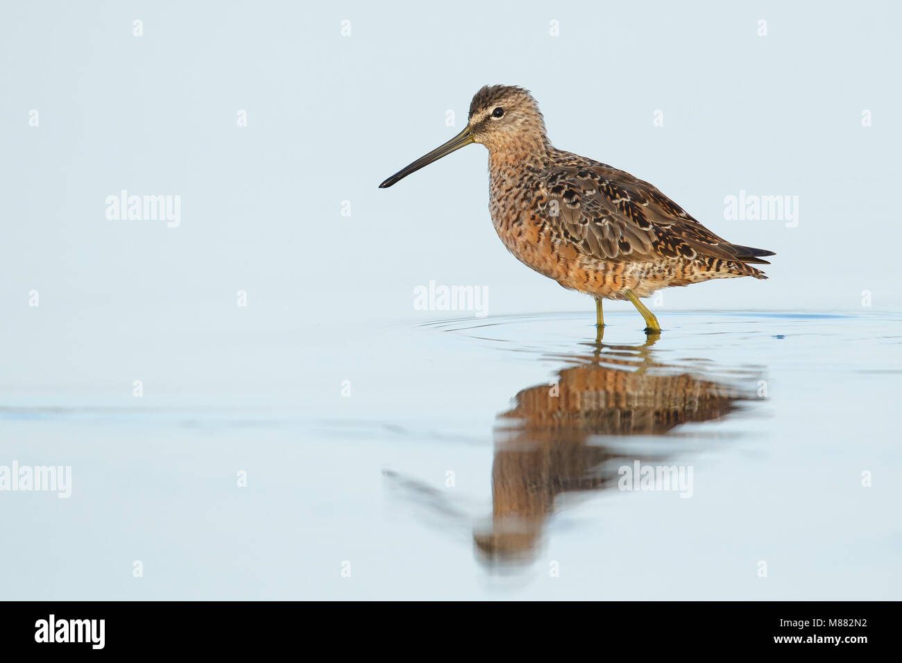 Wadende volwassen Grote Grijze Snip, Wading adult Long-billed Dowitcher ...