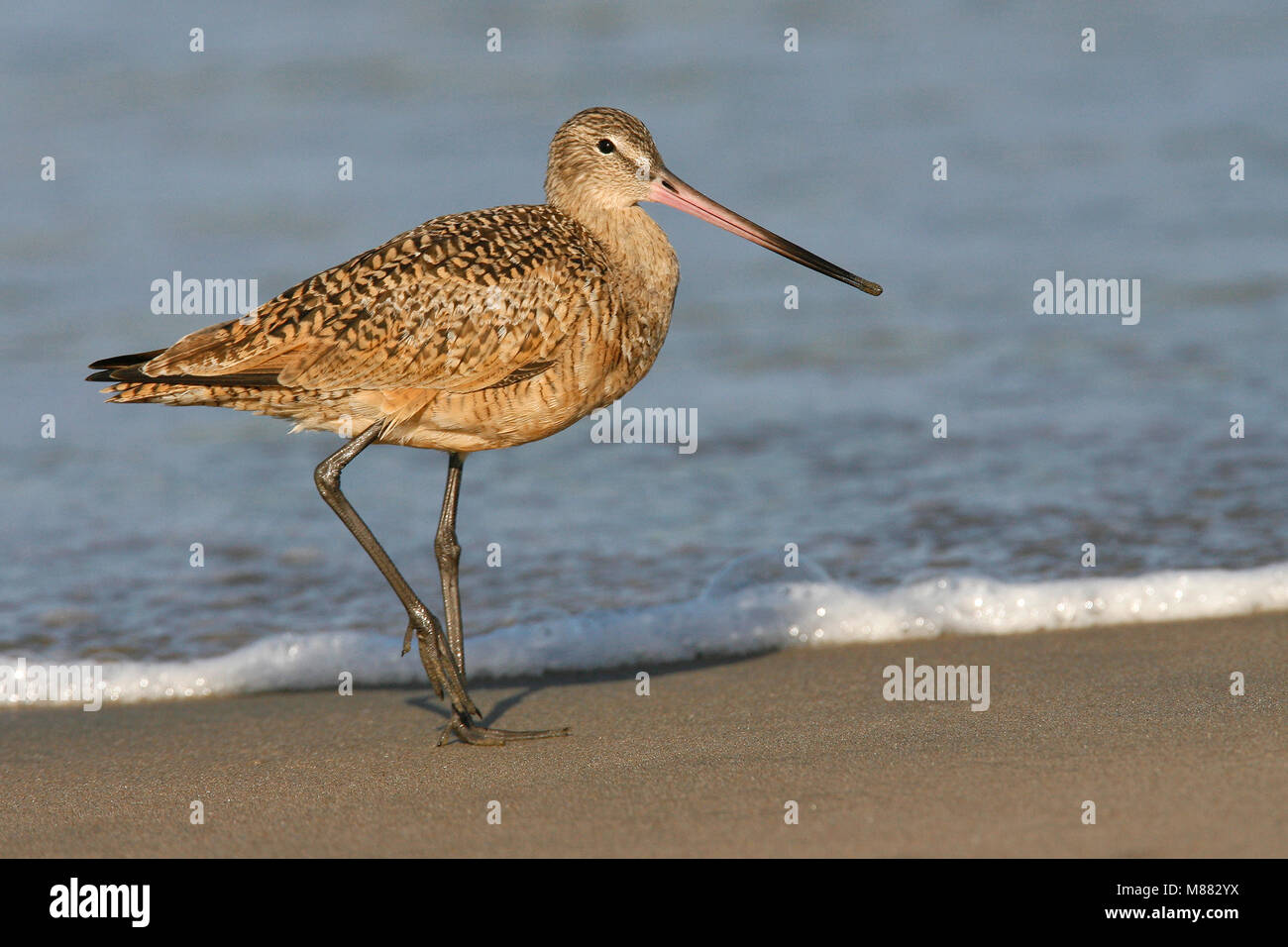 Adult breeding Los Angeles Co., CA March 2009 Stock Photo - Alamy