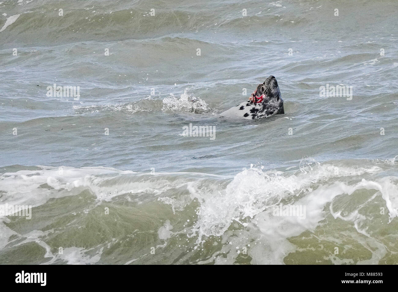 Slapton Sands Beach Bar Stock Photos & Slapton Sands Beach Bar Stock ...