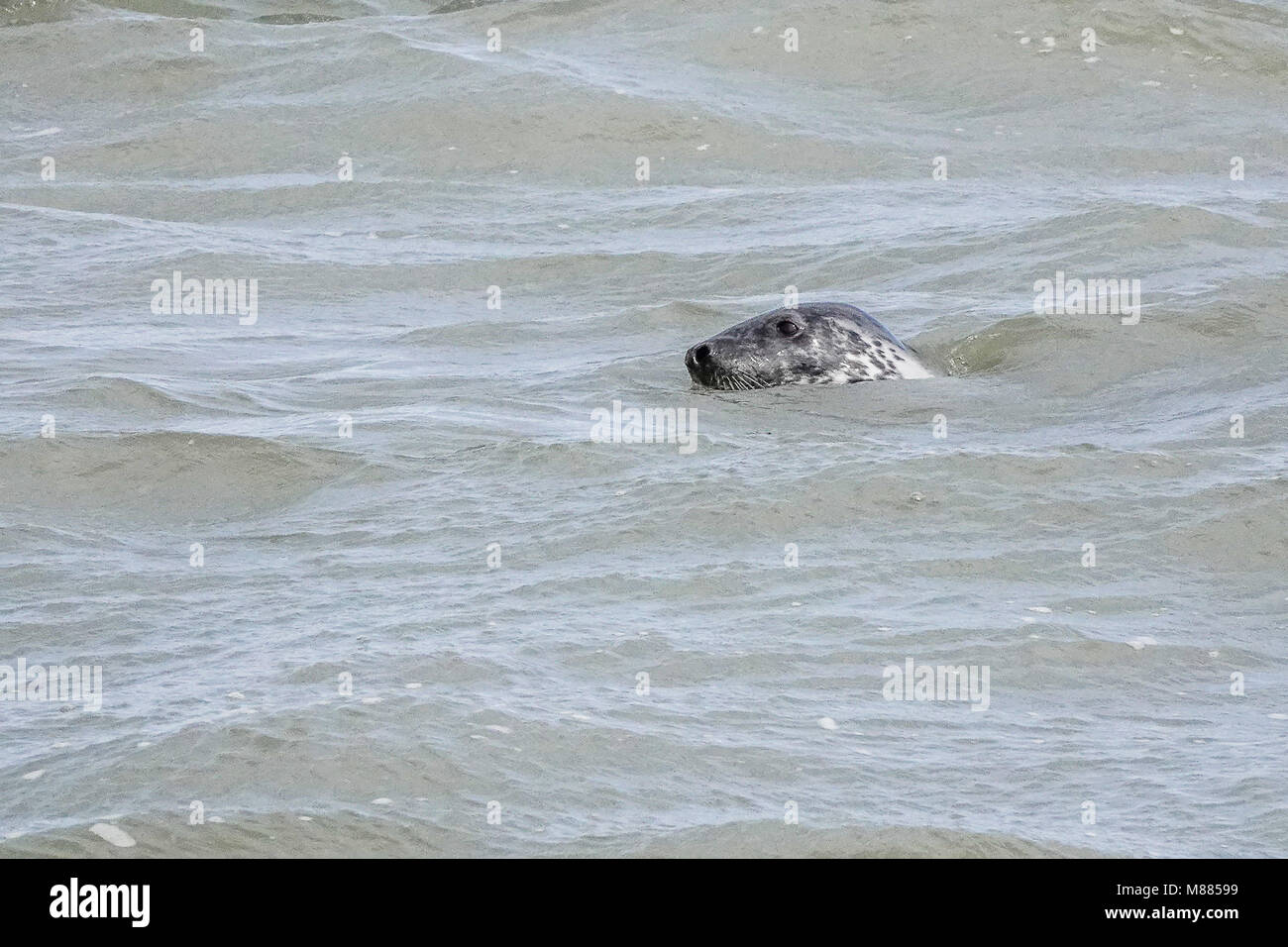 Slapton Sands Beach Bar Stock Photos & Slapton Sands Beach Bar Stock ...