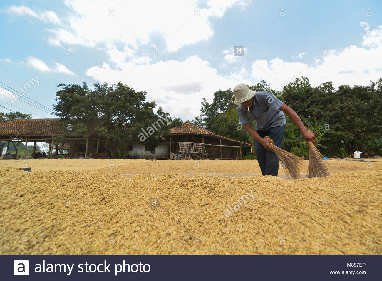 Unhulled Rice Stock Photos & Unhulled Rice Stock Images - Alamy