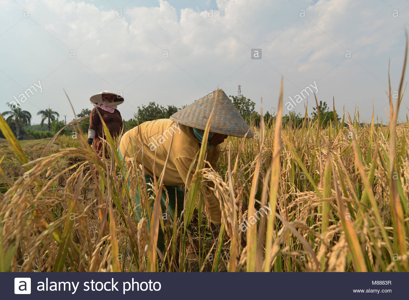 Unhulled Rice Stock Photos & Unhulled Rice Stock Images - Alamy