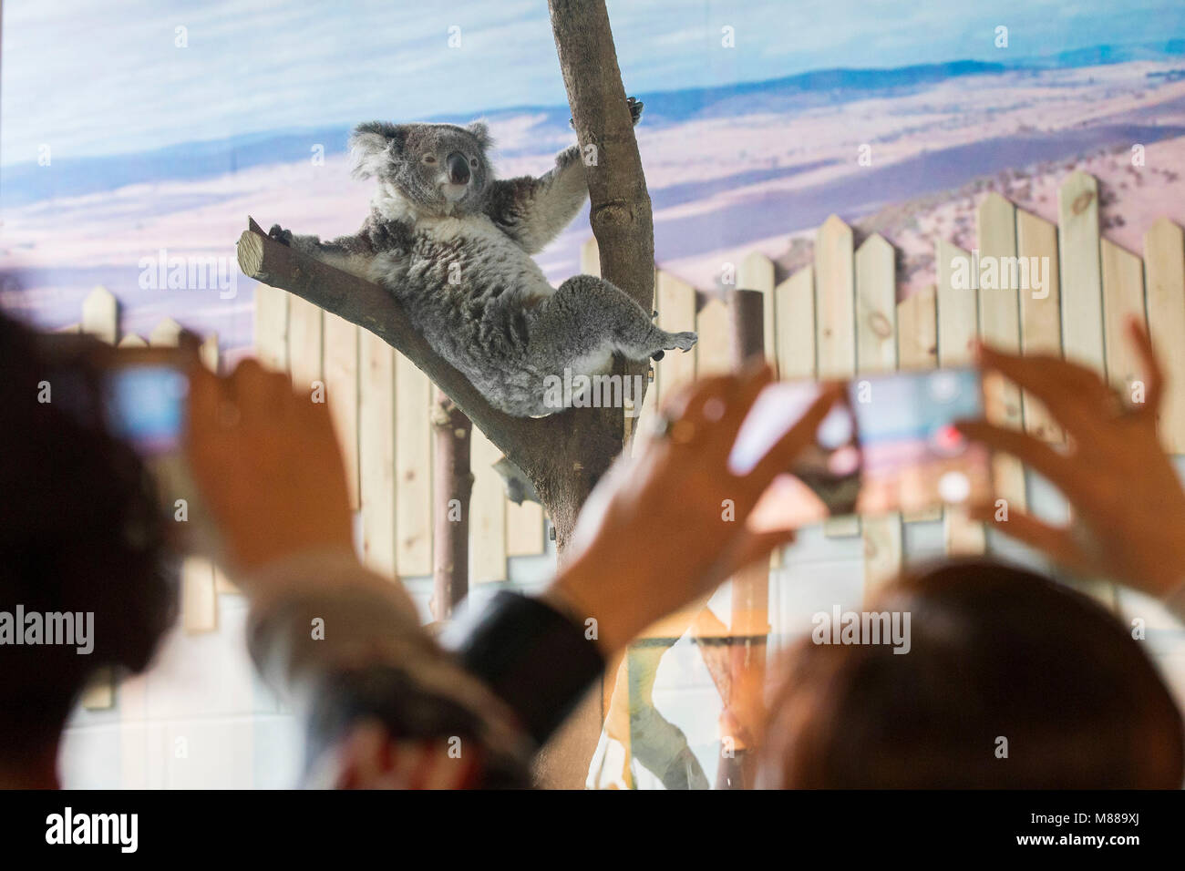 Nanjing, China's Jiangsu Province. 15th Mar, 2018. A koala meets the ...
