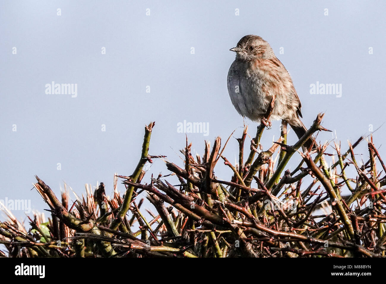 Slapton sands beach bar hi-res stock photography and images - Alamy