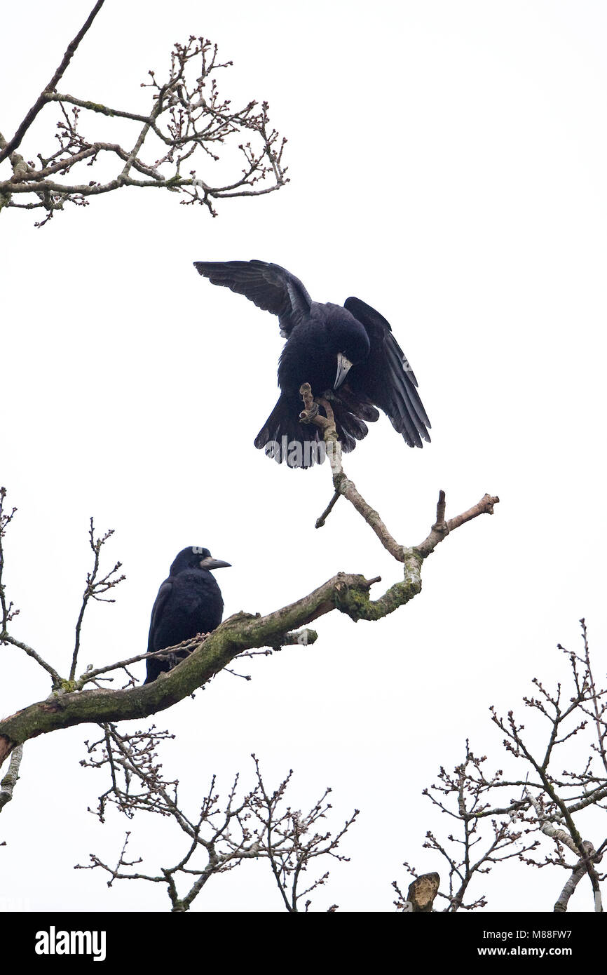 Crow branch flapping hi-res stock photography and images - Alamy