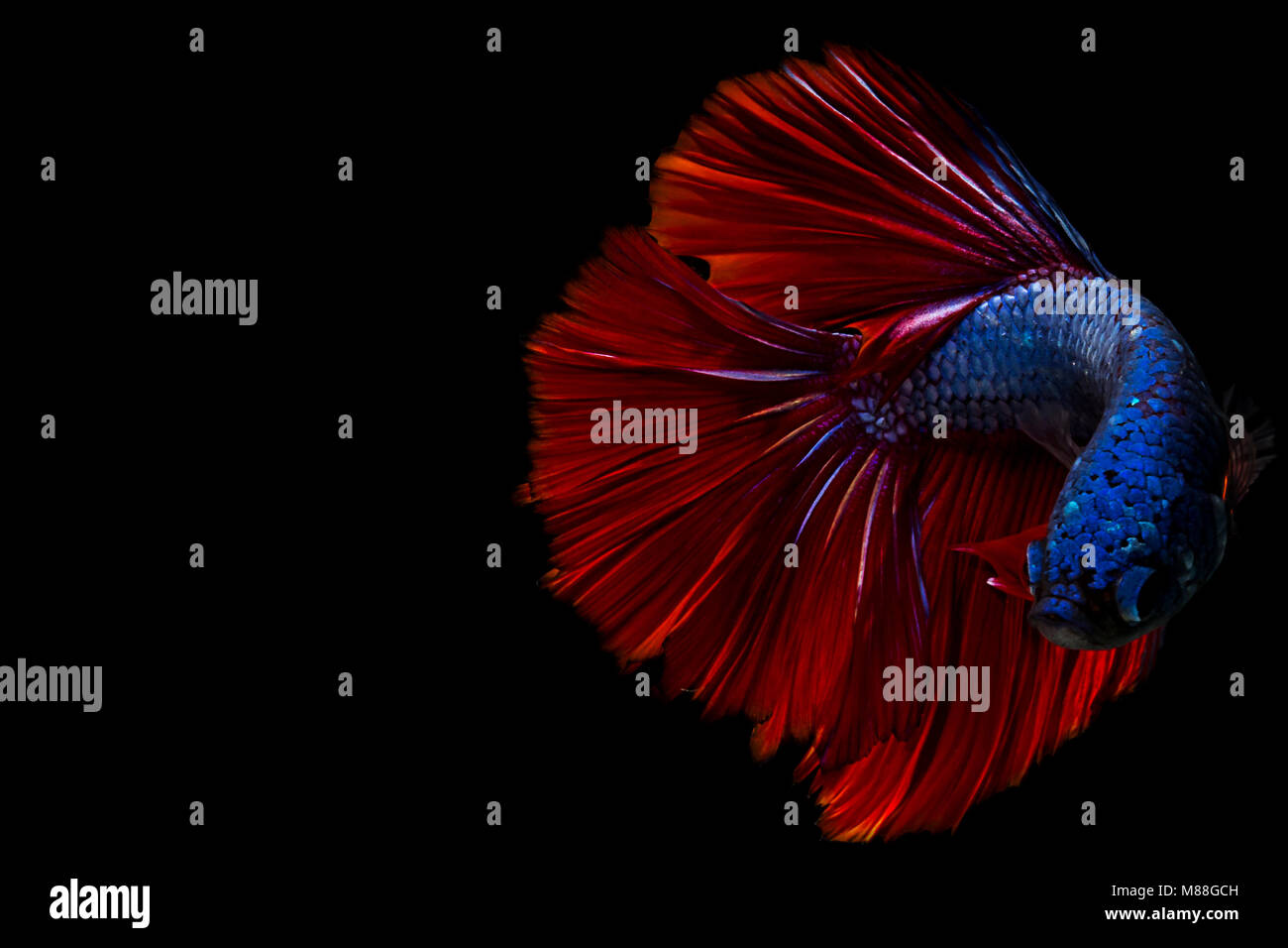 Siamese fighting fish,Half Moon long red tail(HMPK),Betta splendens ...