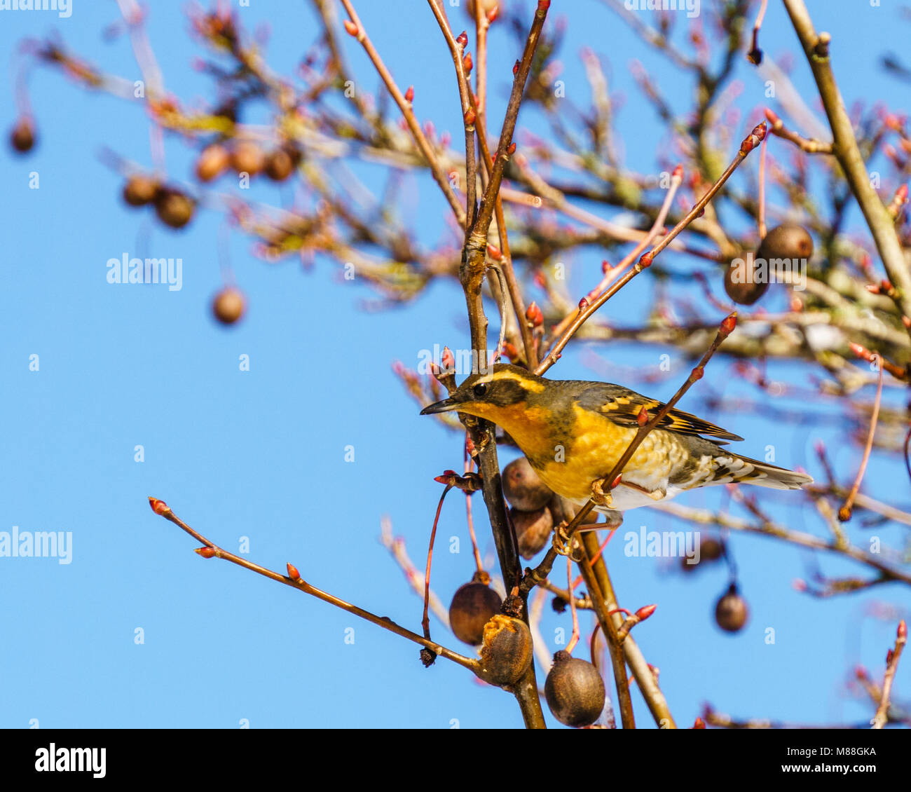 A varied thrush bird on the tree against blue sky Stock Photo - Alamy