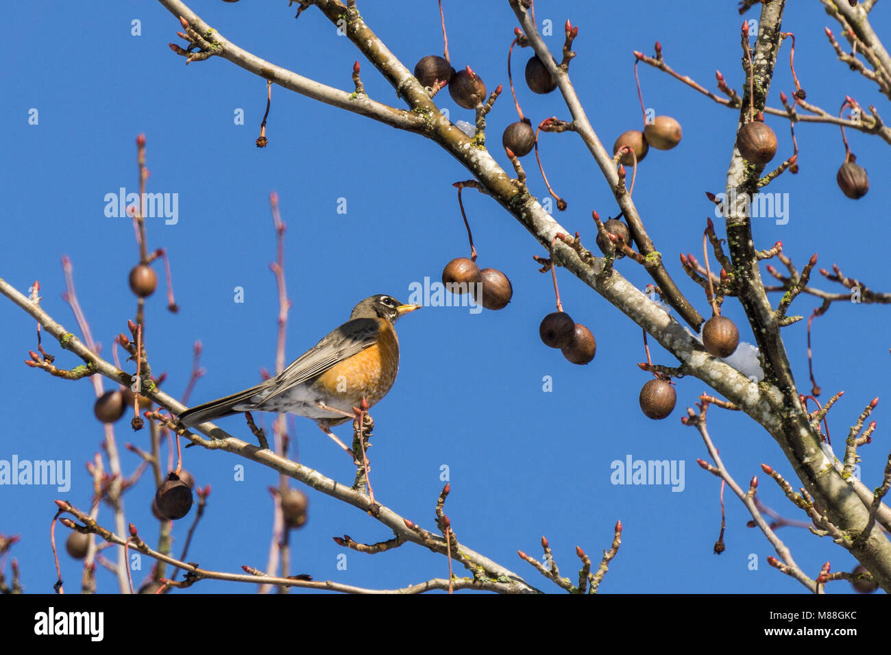 Variedthrush hi-res stock photography and images - Alamy