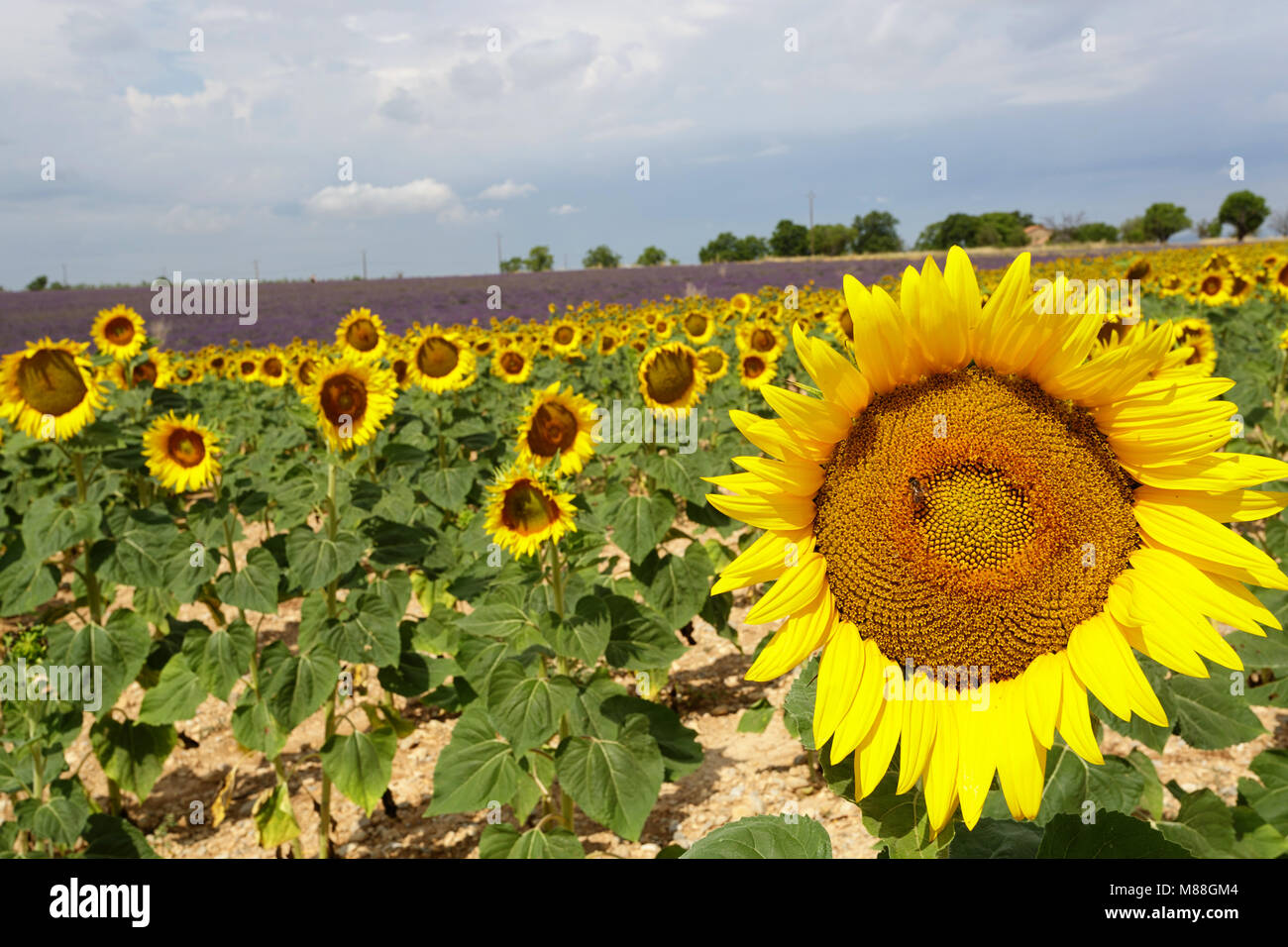 Flower fields provence sunflowers hi-res stock photography and images ...