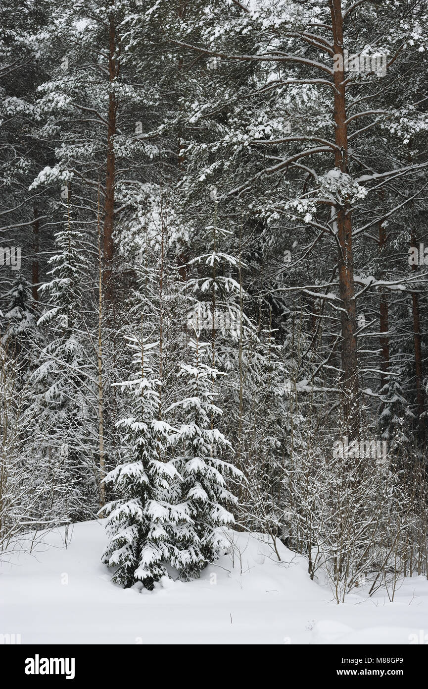 Trees in the wintery forest covered with huge snowcaps in time of the ...