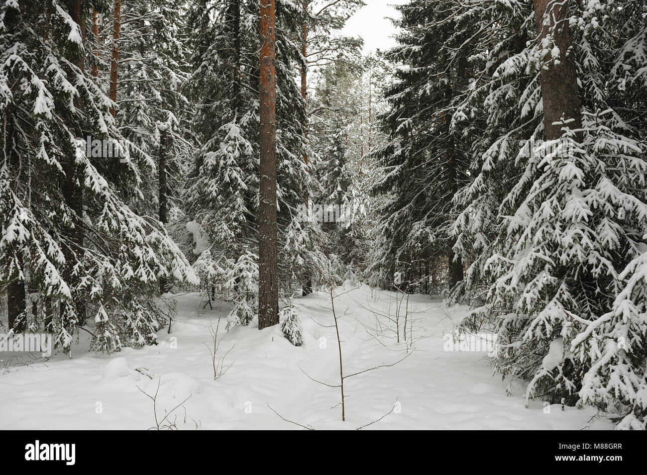Trees in the wintery forest covered with huge snowcaps in time of the ...