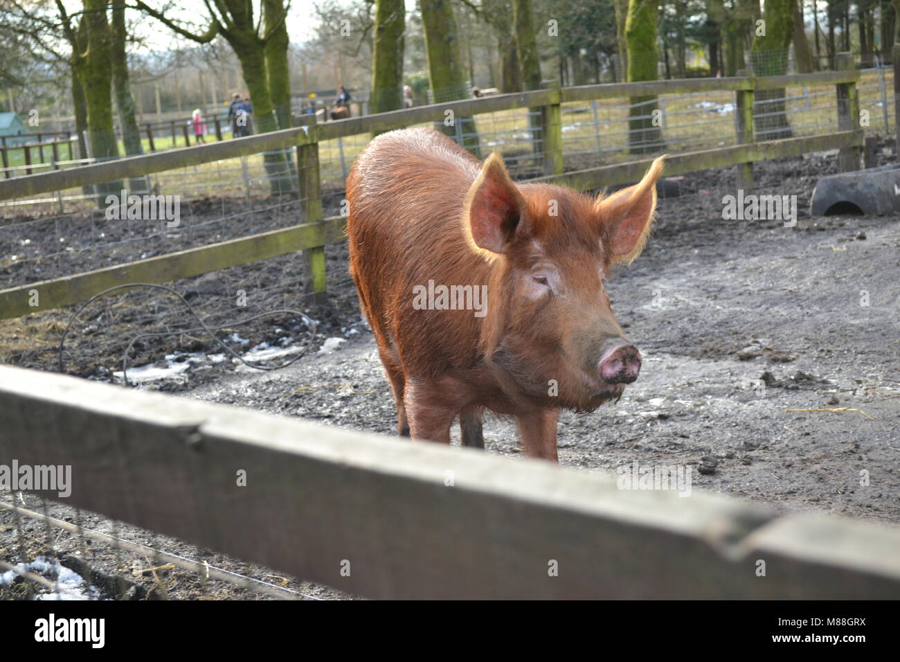 "tamworth pig" "Scotland" "animal farm Stock Photo - Alamy