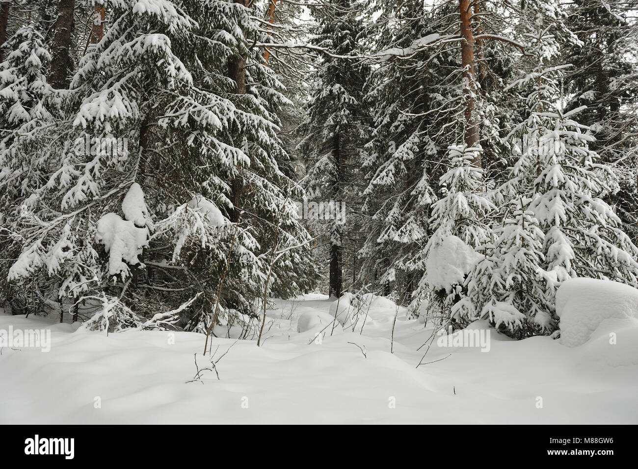Trees in the wintery forest covered with huge snowcaps in time of the ...