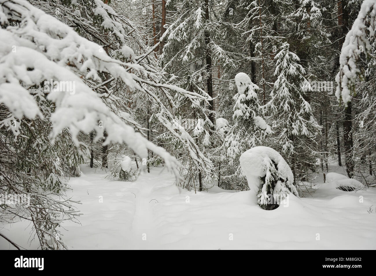 Trees in the wintery forest covered with huge snowcaps in time of the ...