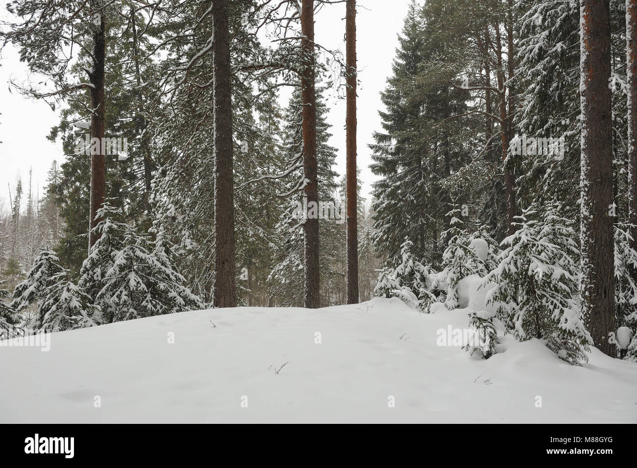 Trees in the wintery forest covered with huge snowcaps in time of the ...