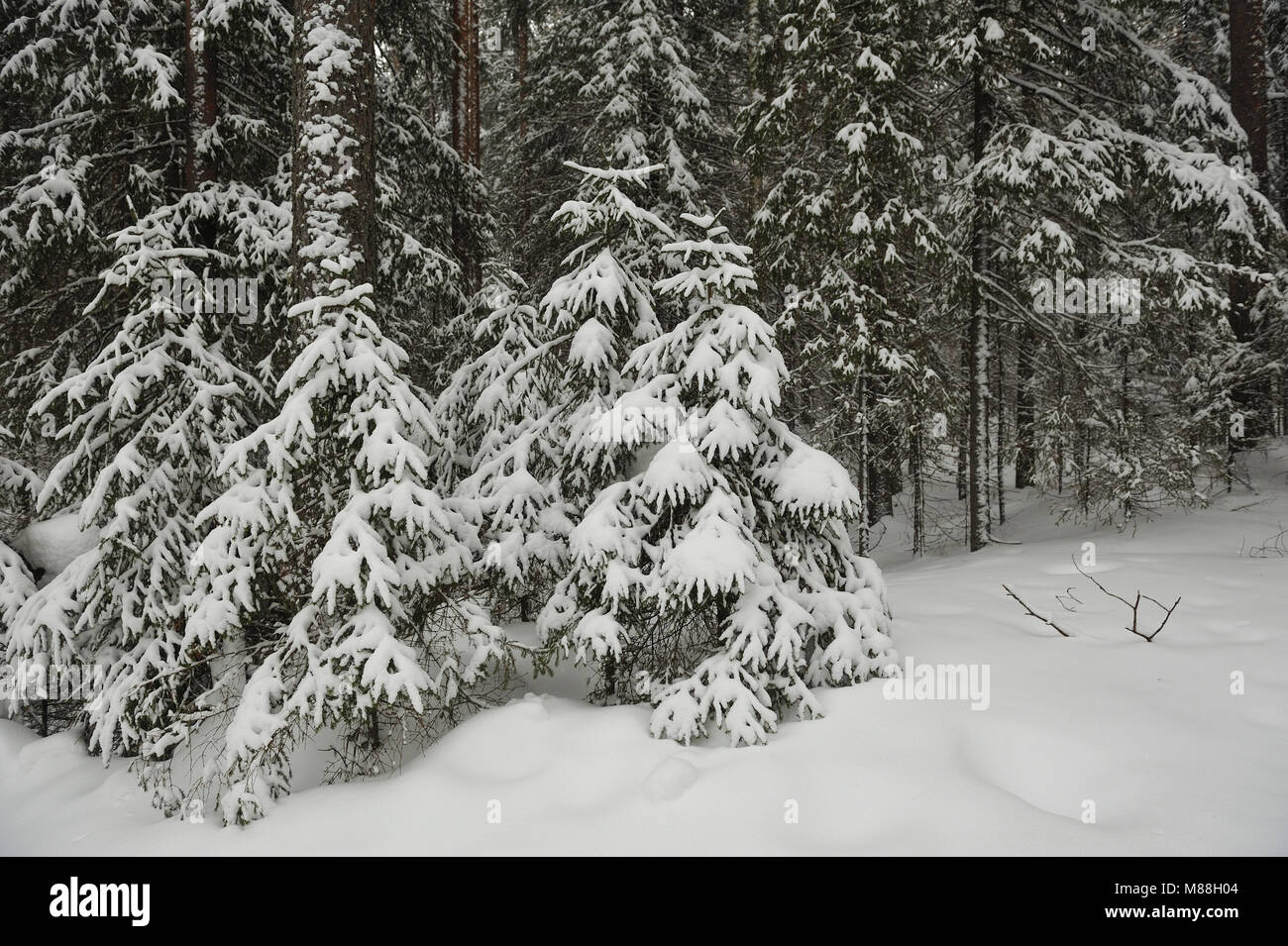 Trees in the wintery forest covered with huge snowcaps in time of the ...
