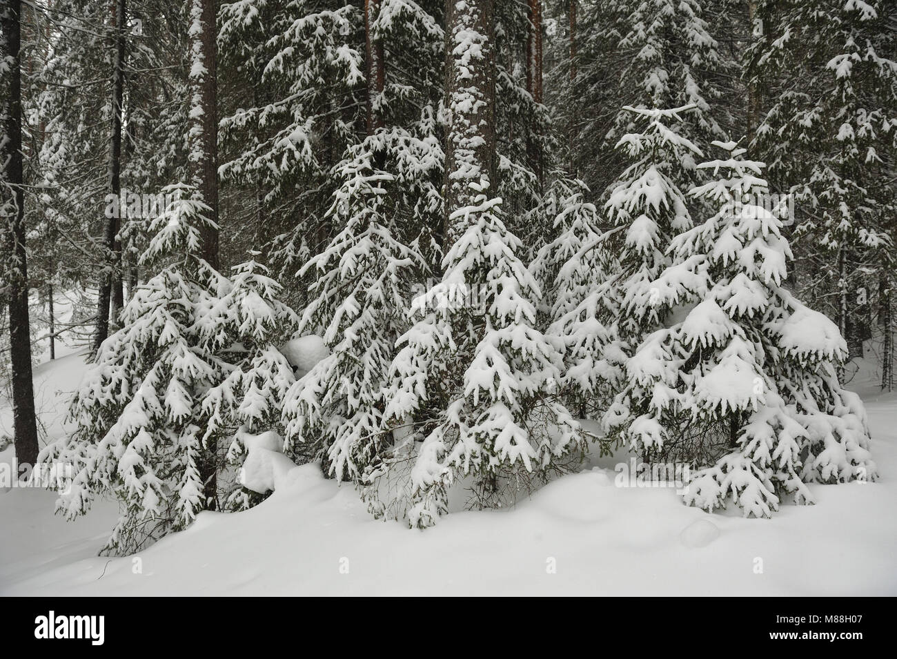 Trees in the wintery forest covered with huge snowcaps in time of the ...
