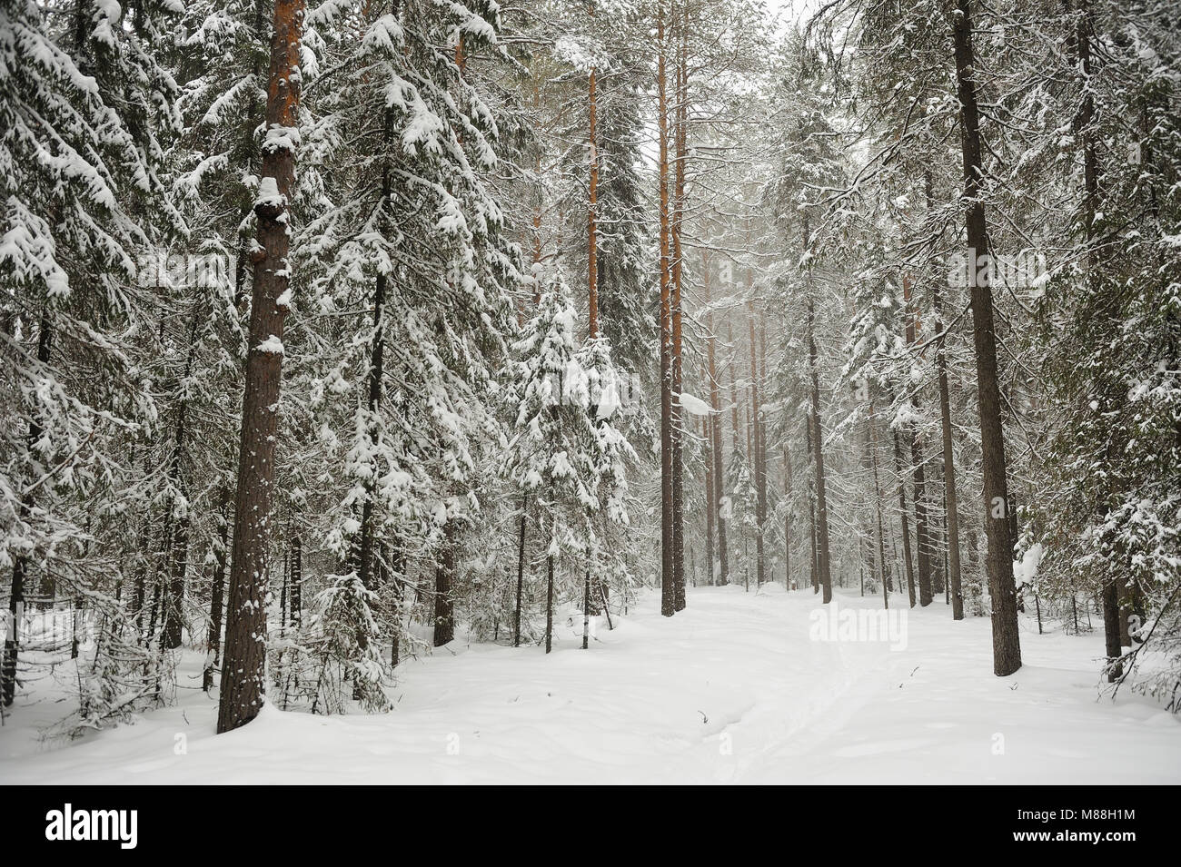 Trees in the wintery forest covered with huge snowcaps in time of the ...