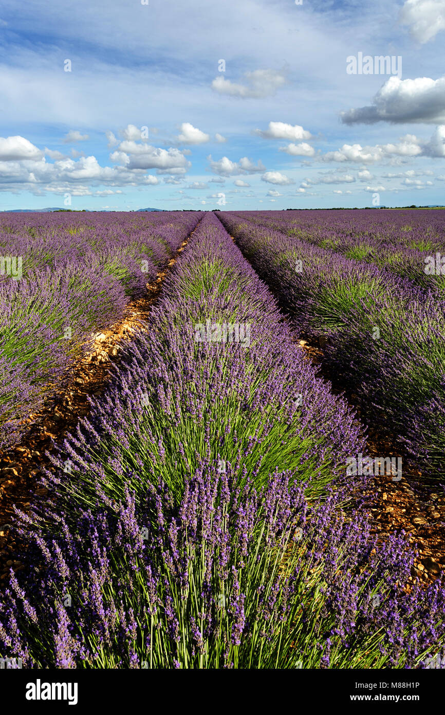 French landscape with lavender Fields near Valensole, Provence-Alpes ...