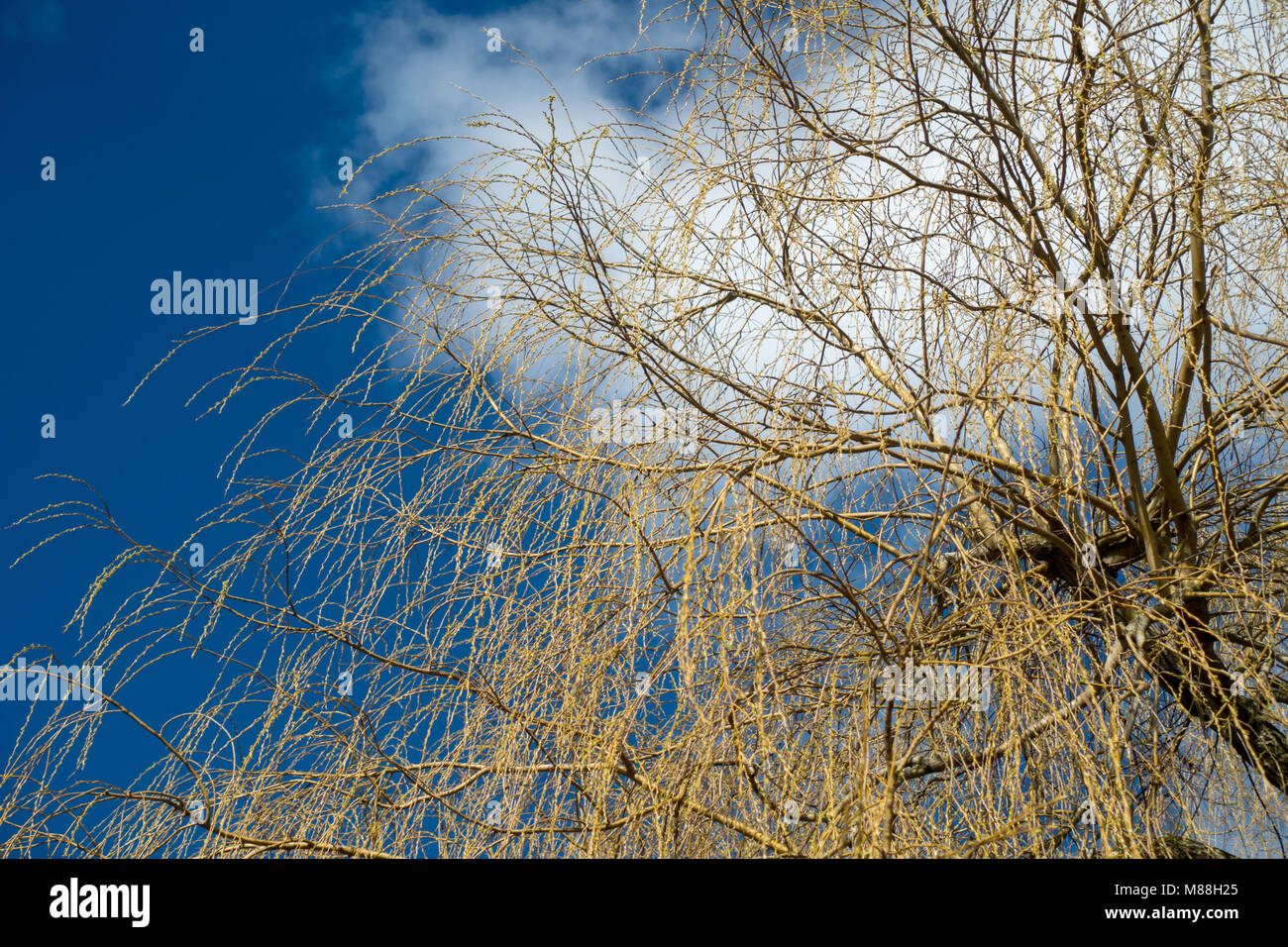 Looking up through the branches of a willow tree in winter at the blue ...
