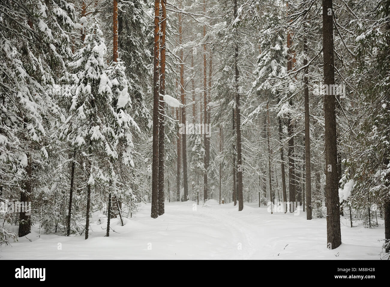 Trees in the wintery forest covered with huge snowcaps in time of the ...