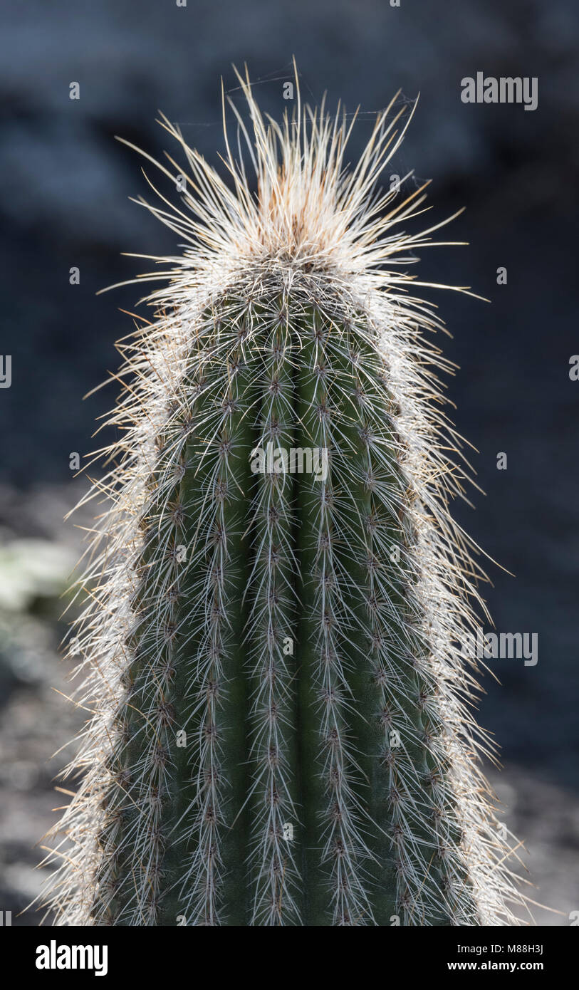 Garden of cacti history hi-res stock photography and images - Alamy