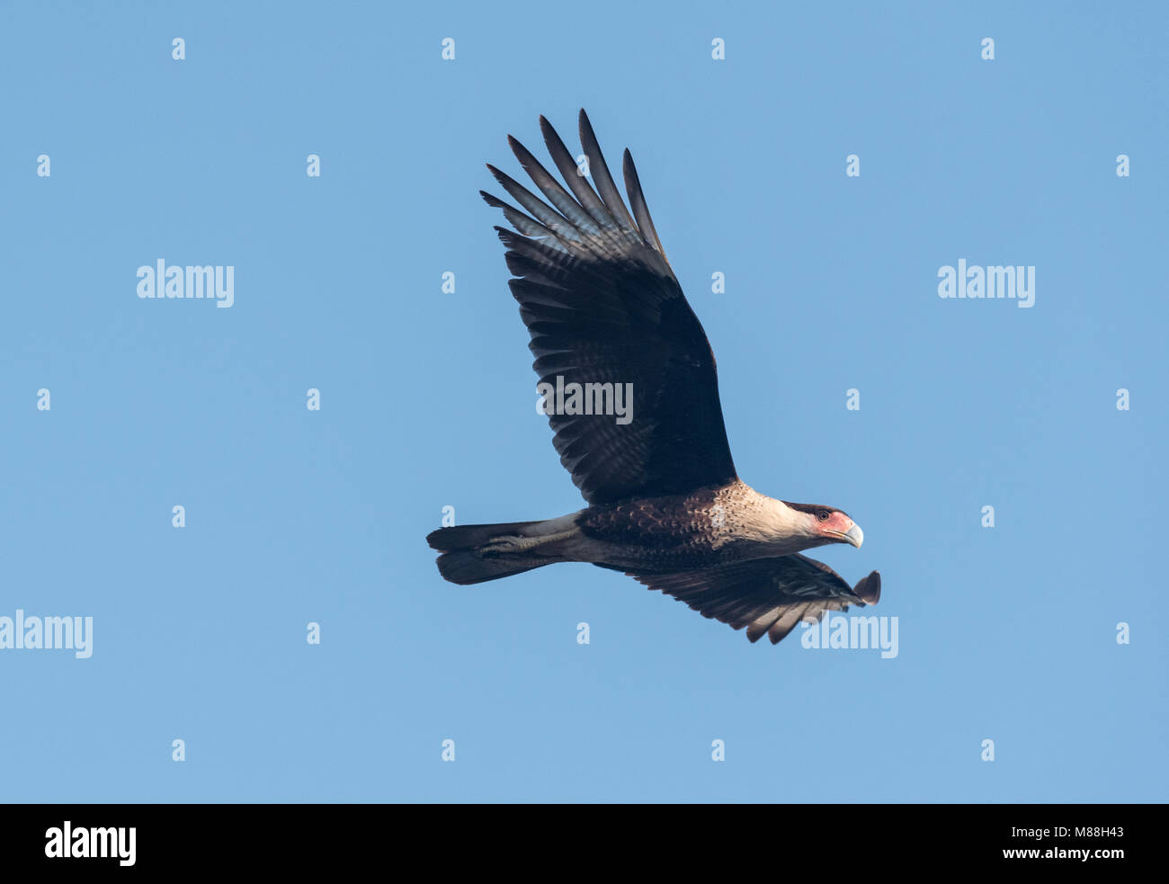 A flying Crested Caracara (Caracara plancus), the national bird of ...