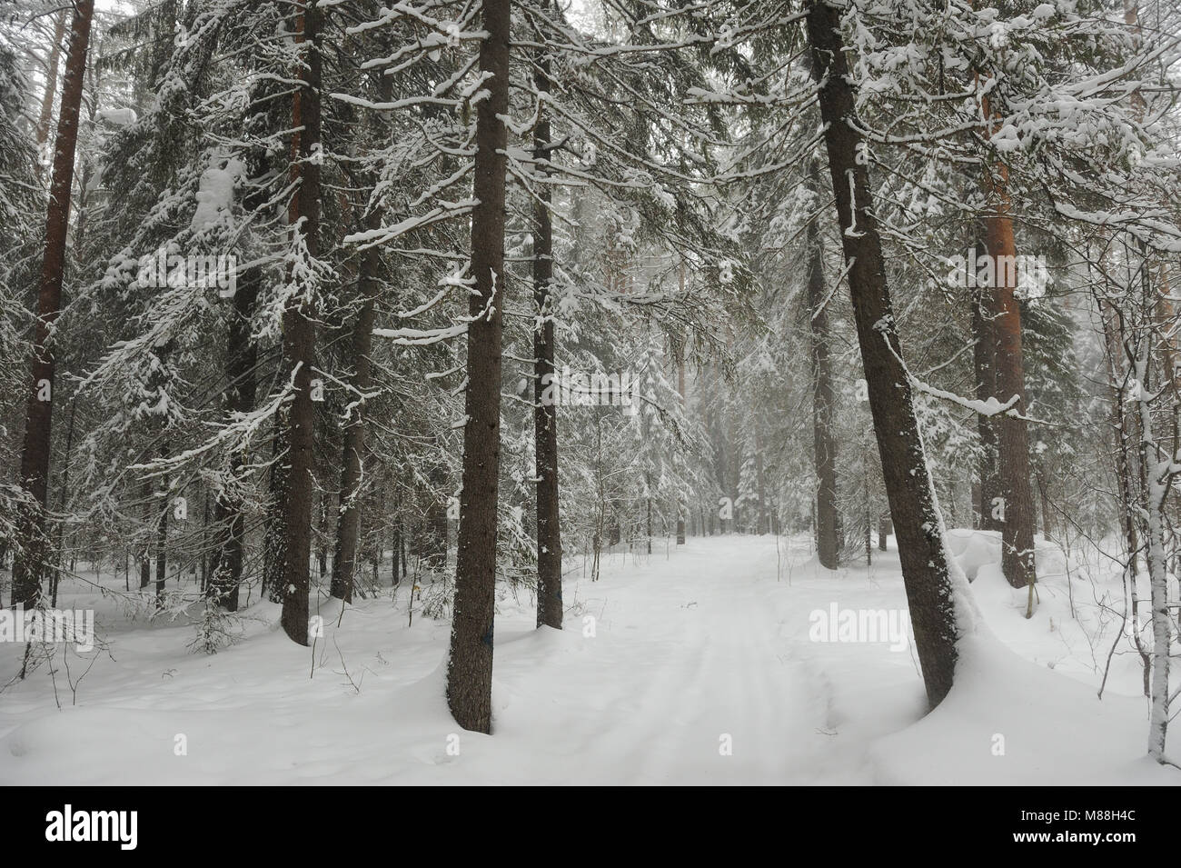 Trees in the wintery forest covered with huge snowcaps in time of the ...