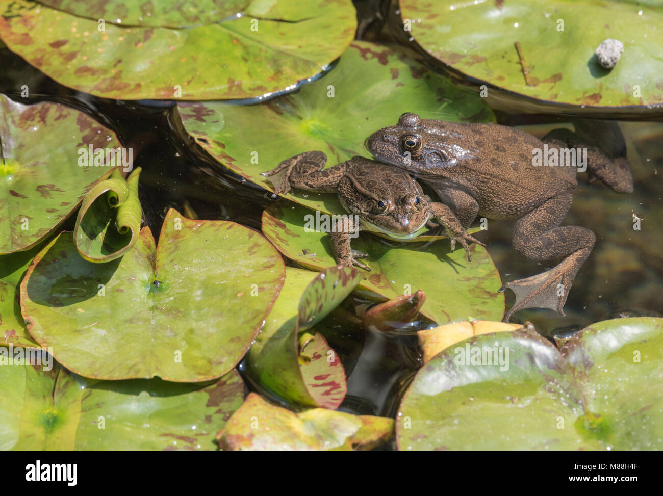 A pair of Mexican frogs Stock Photo - Alamy