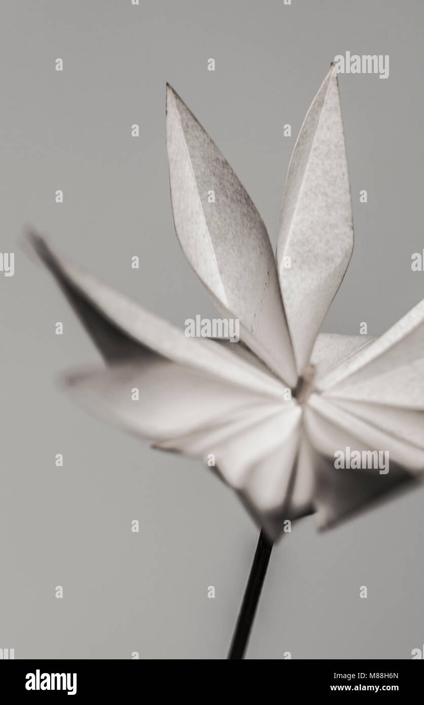 Origami paper white flower studio macro closeup Stock Photo - Alamy