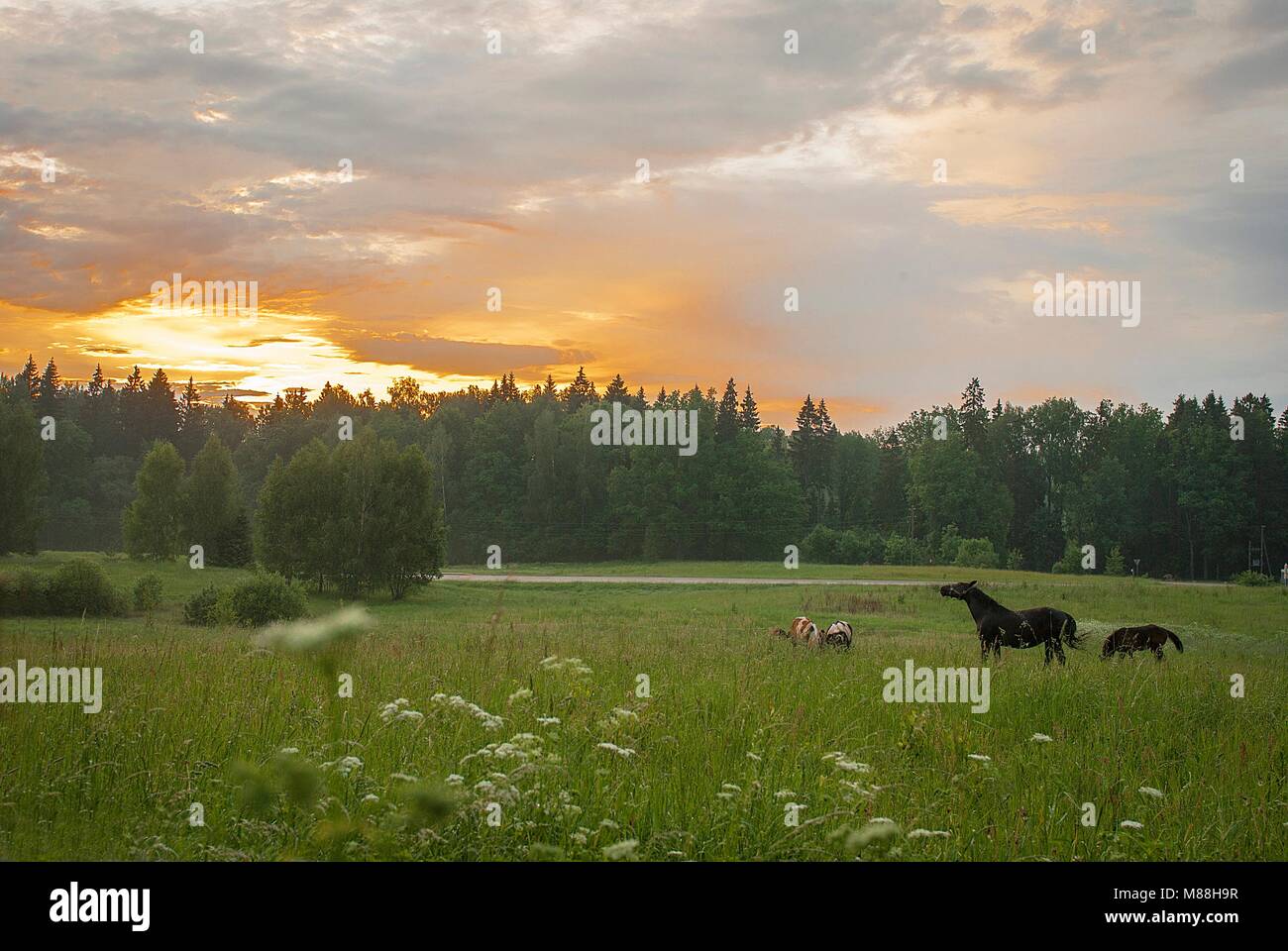 Nature after rain Stock Photo - Alamy