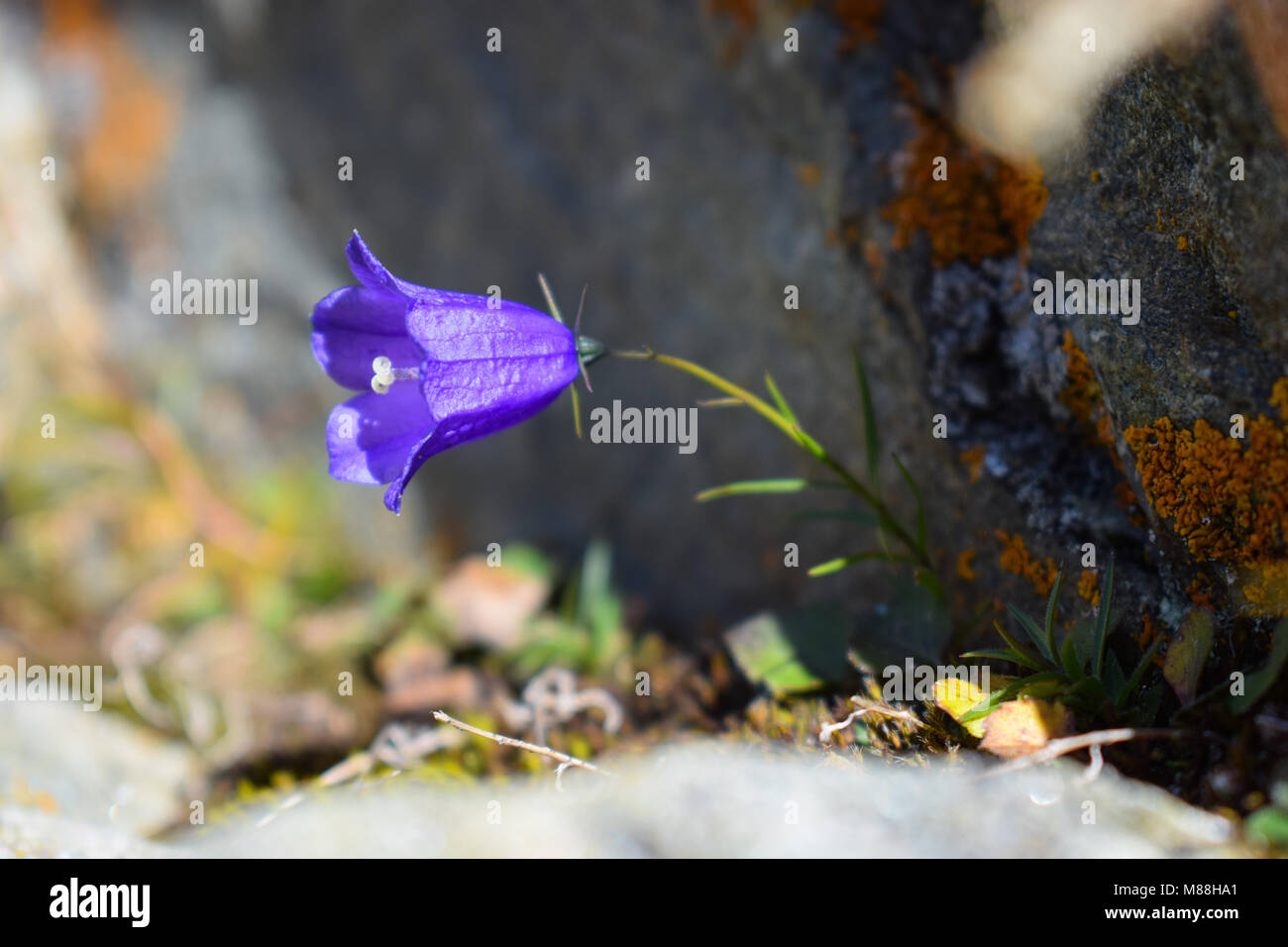bellflower bluebell (Campanula alpina) in a rocky place in the alps ...
