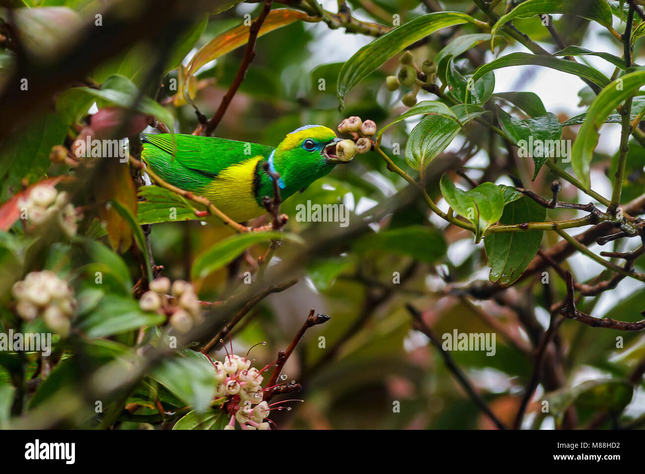 Rualdo bird hi-res stock photography and images - Alamy