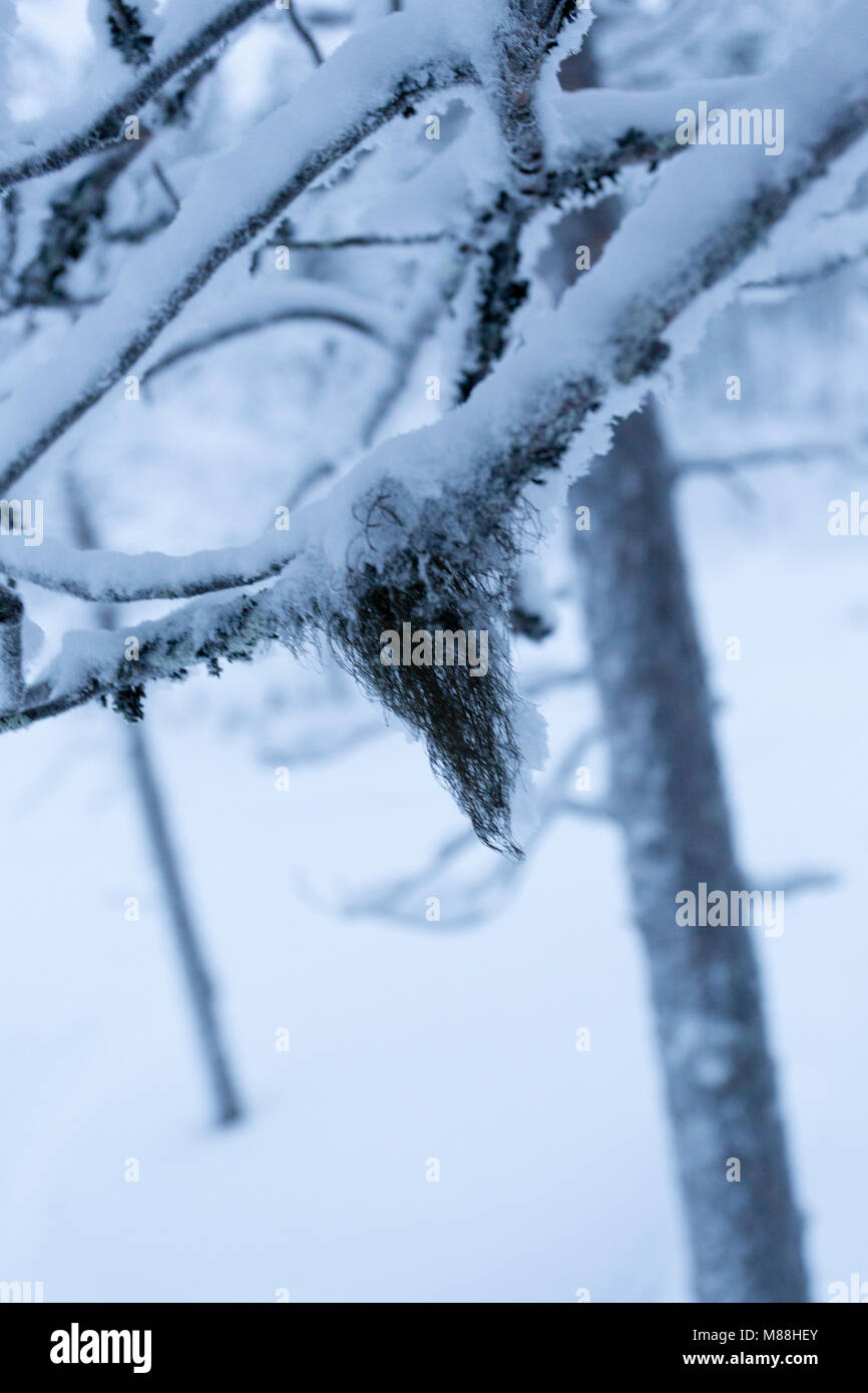 Frozen lichen in Finland, Lapland Stock Photo - Alamy