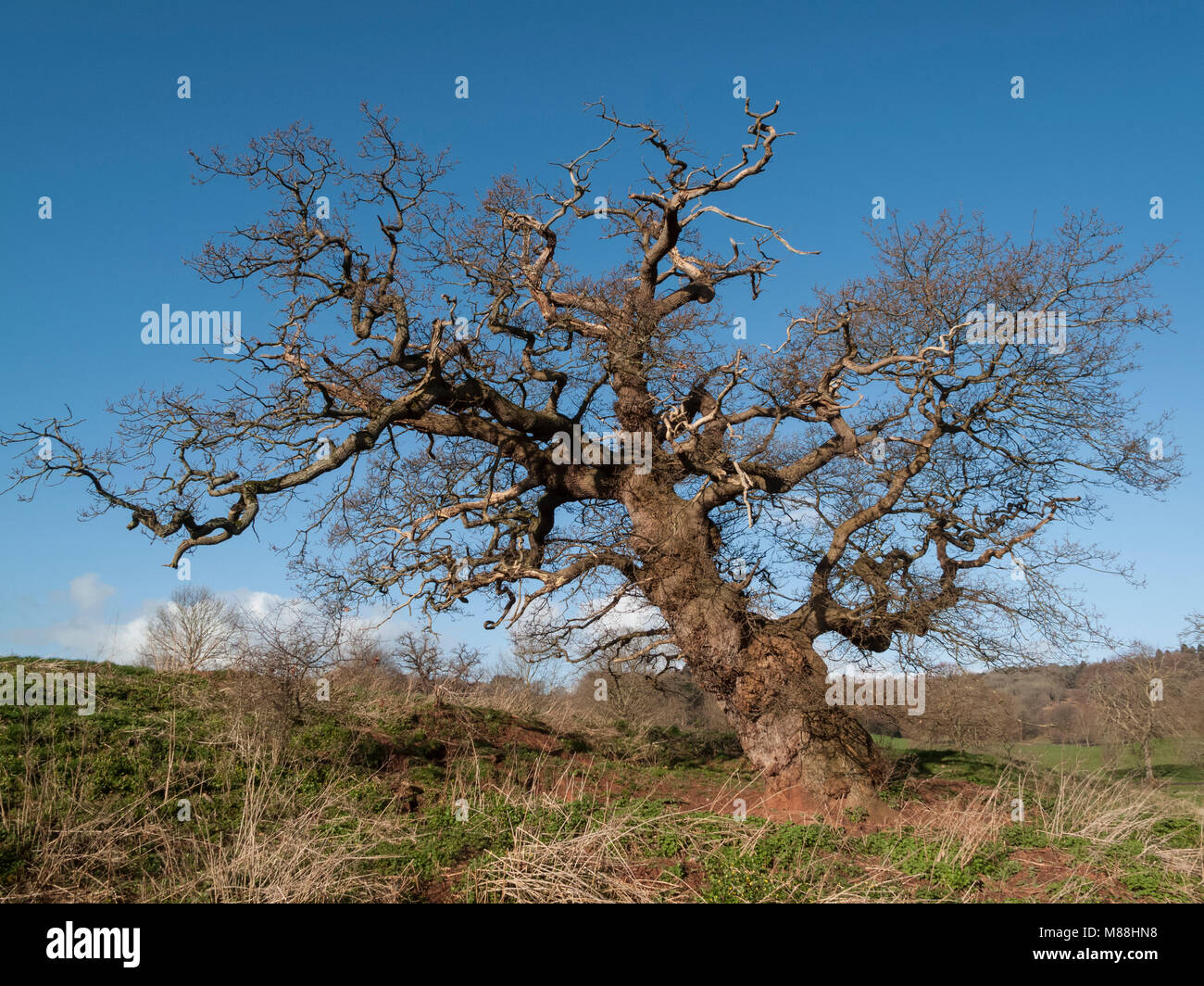 Gnarled Oak Tree High Resolution Stock Photography and Images - Alamy