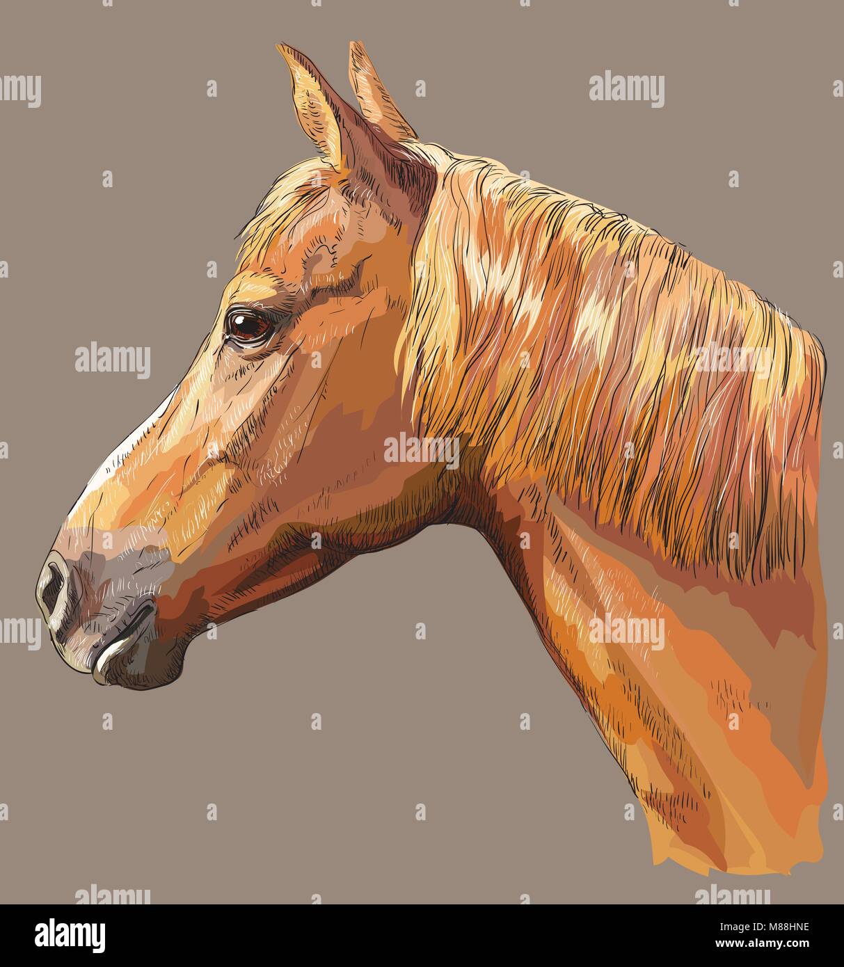 Sorrel horse Stock Vector Images - Alamy