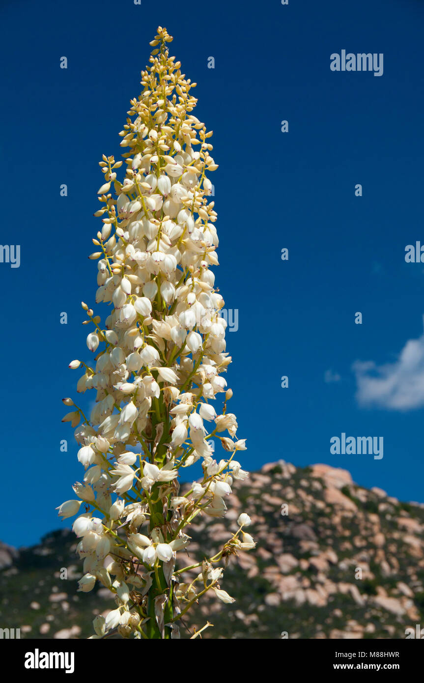 Yucca in bloom, Cleveland National Forest, California Stock Photo - Alamy