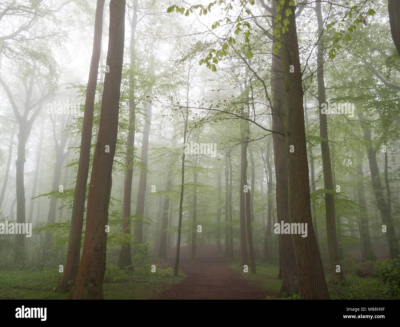 Woodland trail in early morning mist Stock Photo - Alamy