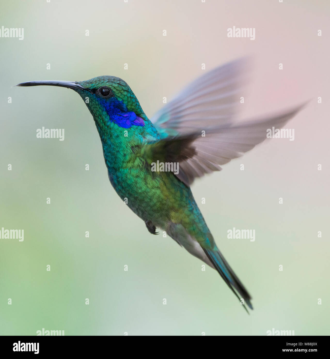 A Mexican Violetear Hummingbird(Colibri thalassinus), previously known ...