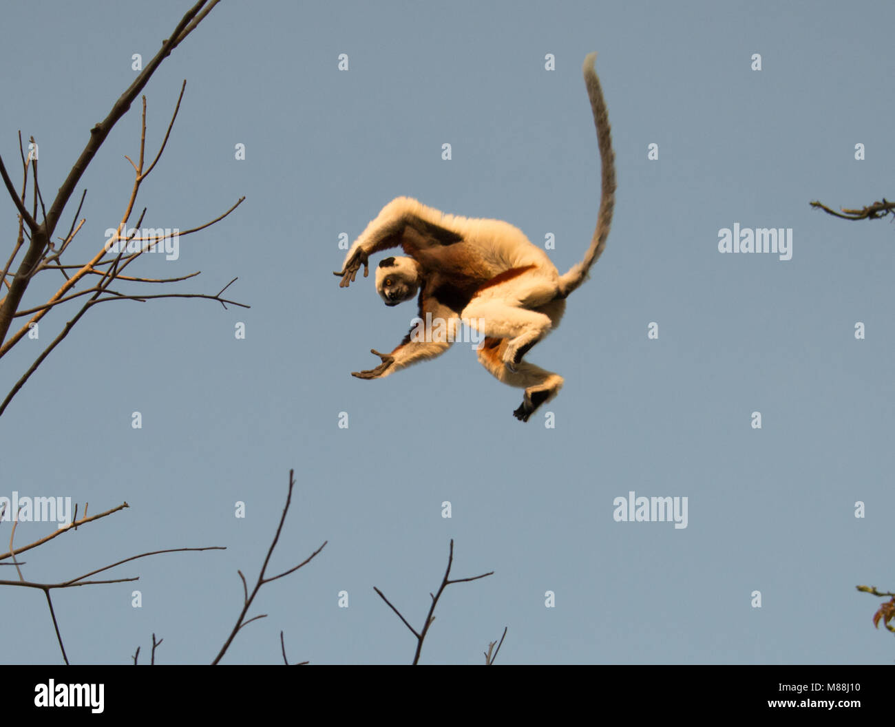 Sifaka lemur jumping between trees hi-res stock photography and images ...
