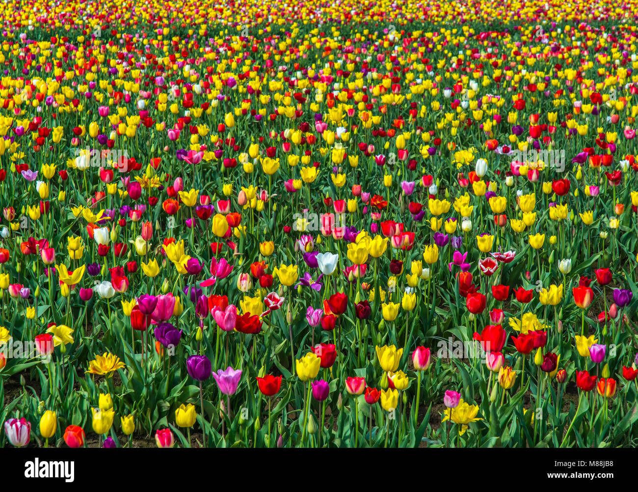 Tip Toeing through a spring field Stock Photo - Alamy