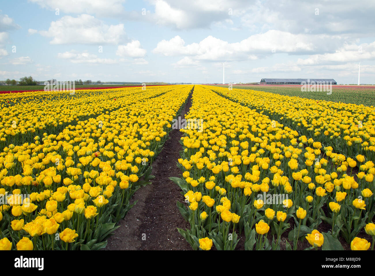 Tulip field in the Netherlands, Holland, Keukenhof, Floriade Stock ...